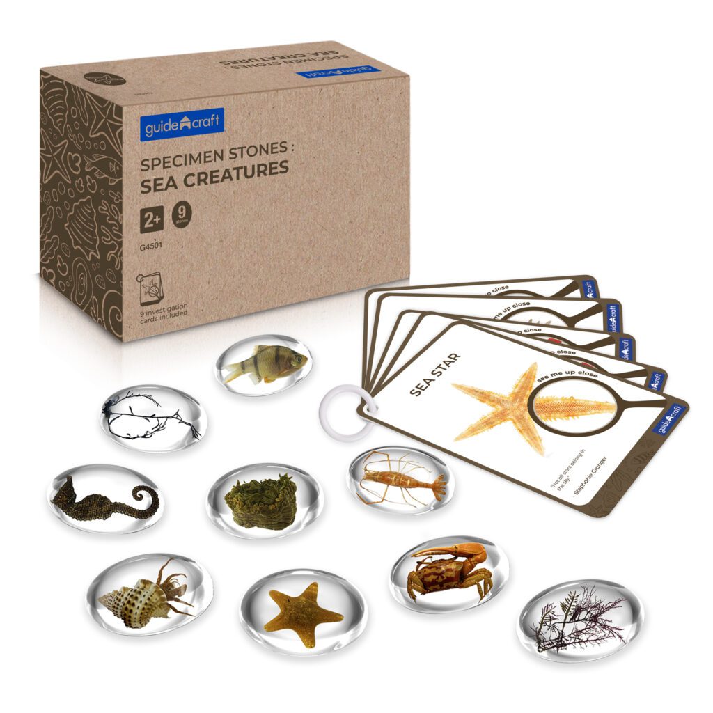Guidecraft Proefmonster Stenen: Zeewezens - Baaslevert.